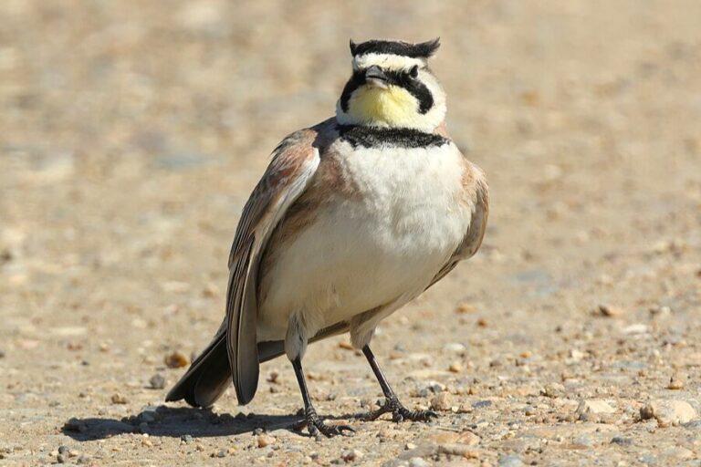 Flora i fauna Dinare – bogatstvo života skriveno u kršu - Cetina